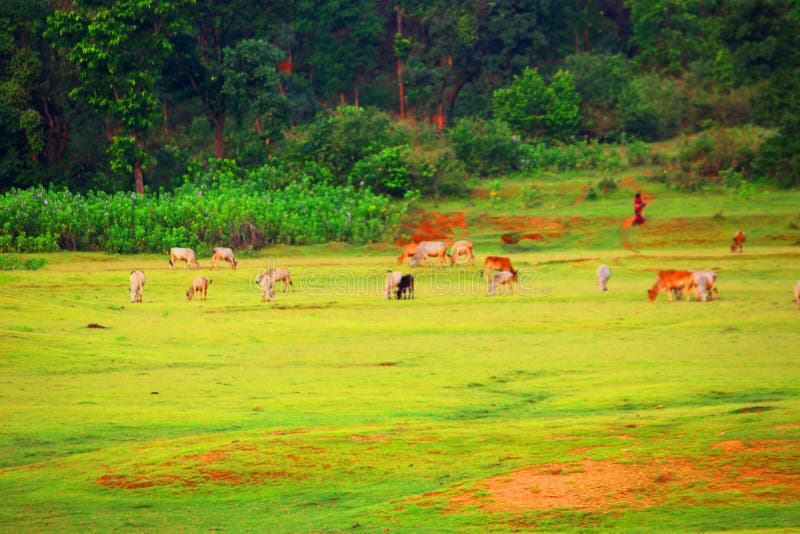 Loads of Cows Eating Grasses Stock Photo - Image of eating, graze ...