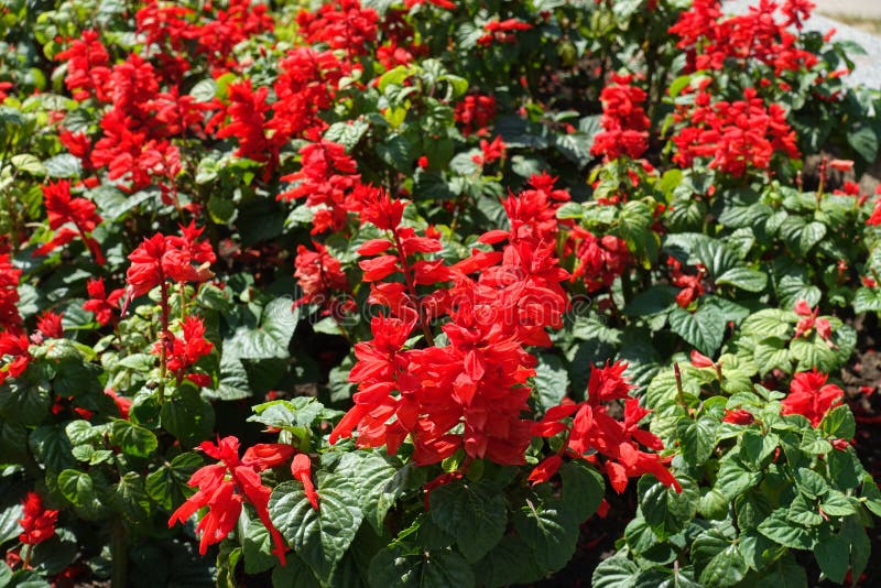 Loads of Scarlet Red Flowers of Salvia Splendens Stock Image - Image of ...