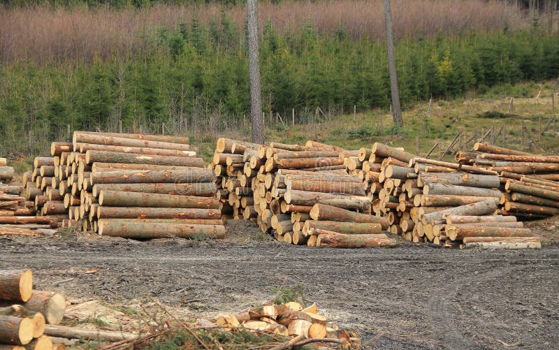 Exploitated Forest Stock Photos - Free & Royalty-Free Stock Photos from ...