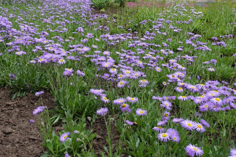 Loads of Violet Flowers of Erigeron Speciosus Stock Image - Image of ...