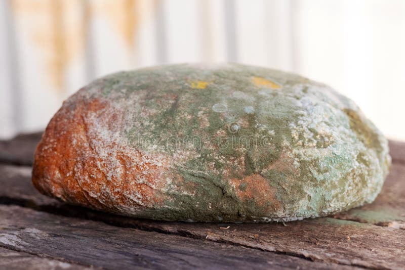 A Loaf of Bread is Covered with Mold. Spoiled Bread, Toxic Products ...