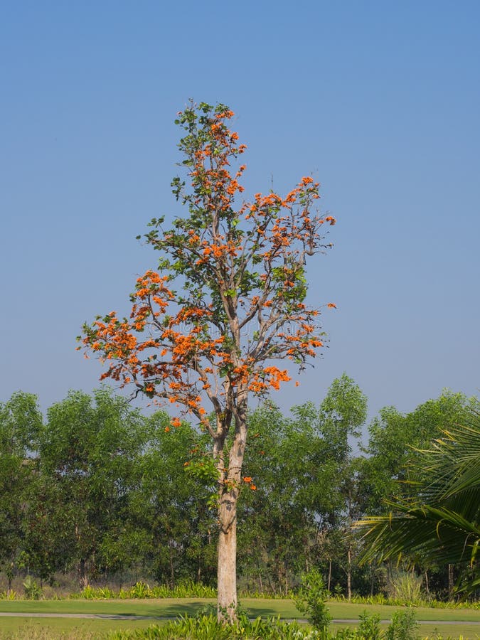 Loan Tree with Orange Flower Stock Photo - Image of ecology, natural ...