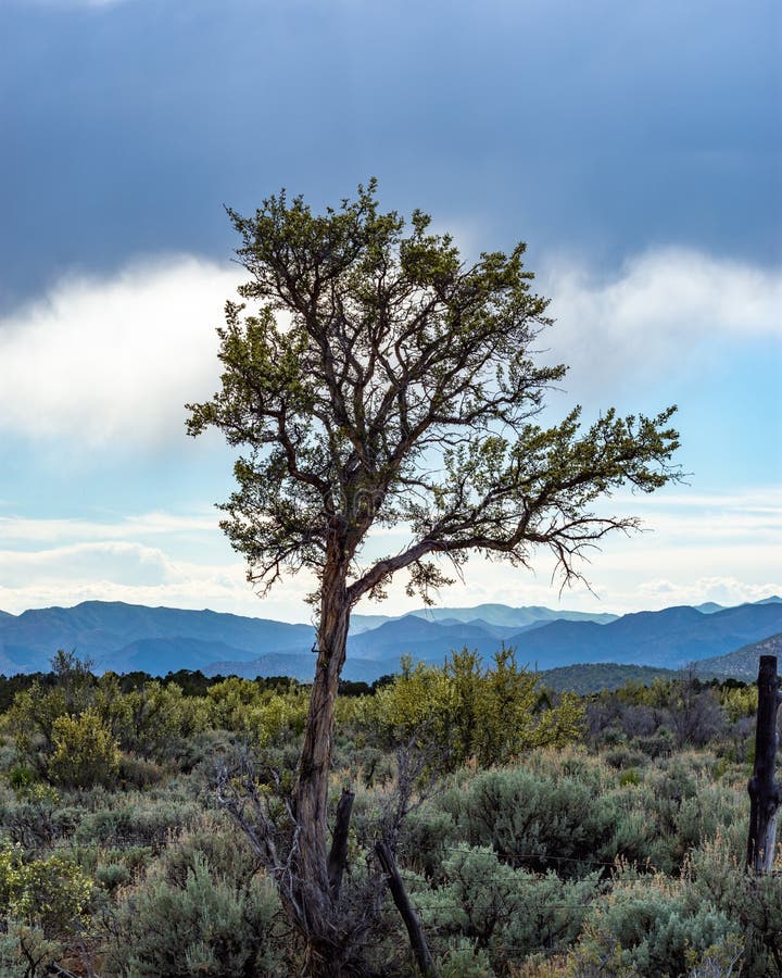 Loan Oak Tree on Hill Over Ocean with Pier Stock Photo - Image of sunny ...