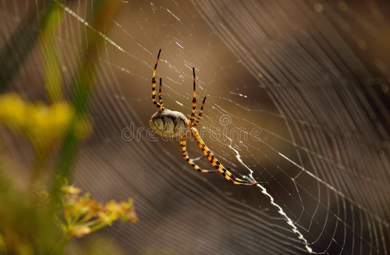 Lobata Do Argiope Na Teia De Aranha Foto de Stock - Imagem de espécie ...