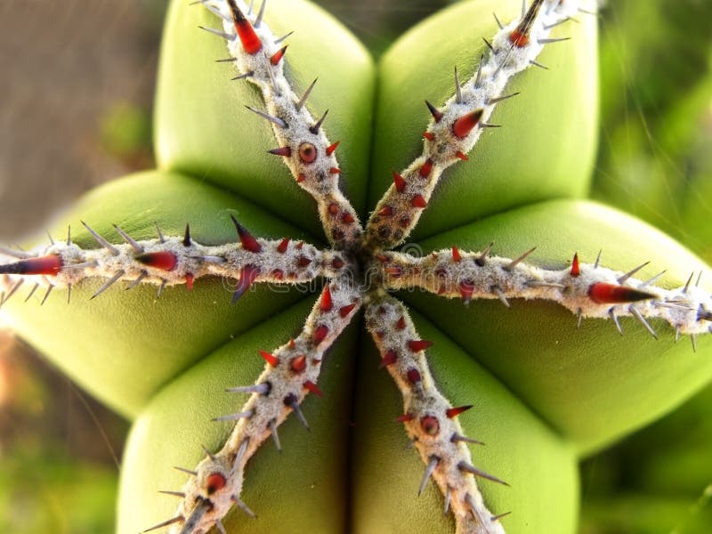 Lobed Cactus head 2 stock image. Image of grey, rocks - 67644797