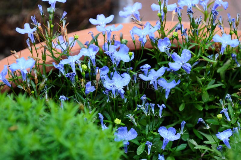 Lobelia Compacta Little Blue Flowers Macro Stock Image - Image of ...