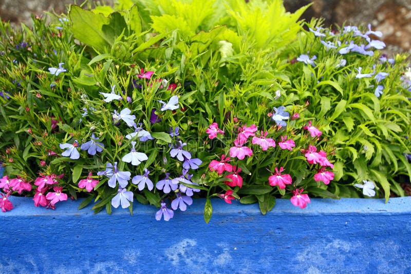 Lobelia Erinus in a Blue Pot Stock Photo - Image of gardening, bloom ...