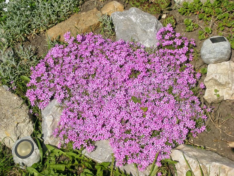 Lobelia flower in rockery stock image. Image of lobelia - 71628899