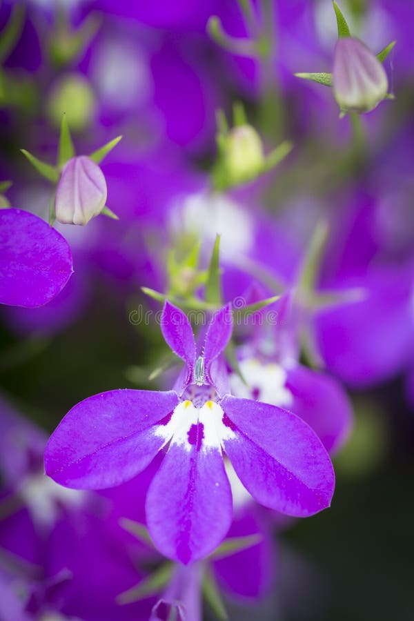 Lobelia flowers stock photo. Image of floral, close, plant - 94602260