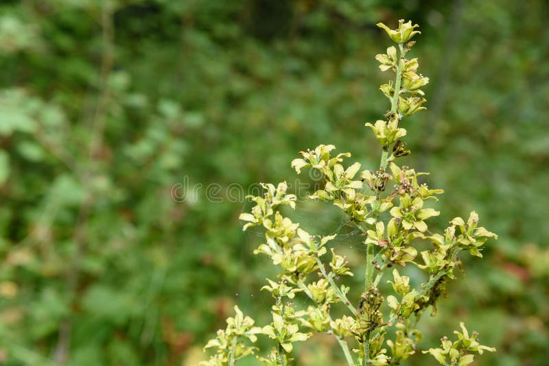 Lobelianum Verde Del Veratrum Imagen de archivo - Imagen de planta ...