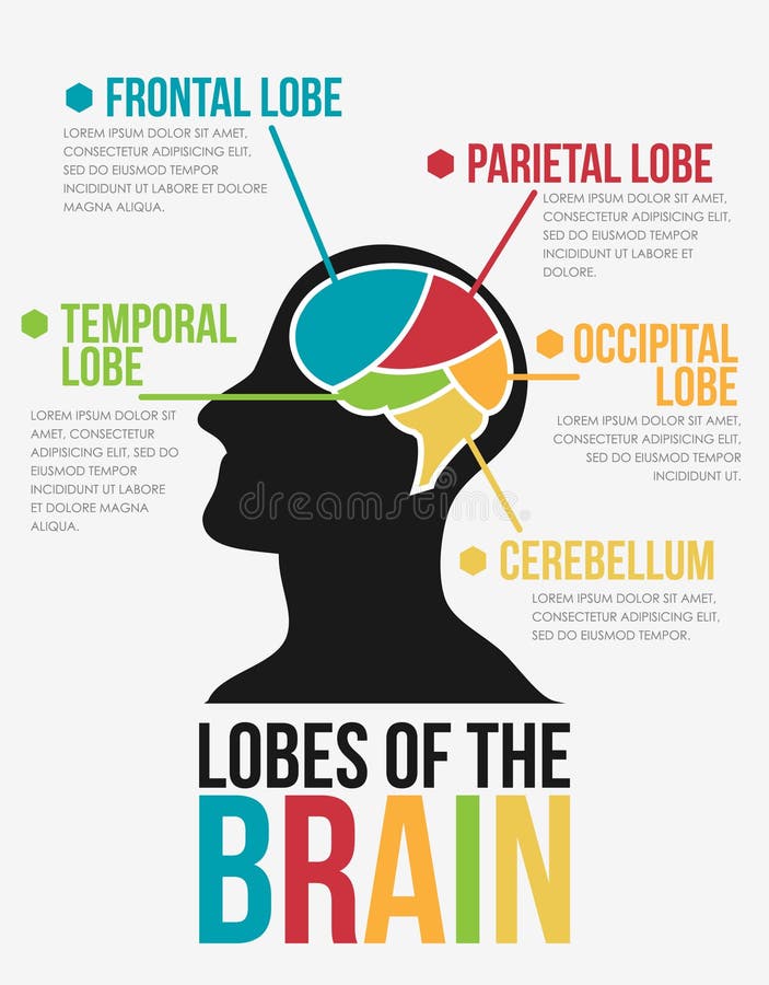 Lobes of the Brain. Infographic Vector Design Stock Vector ...