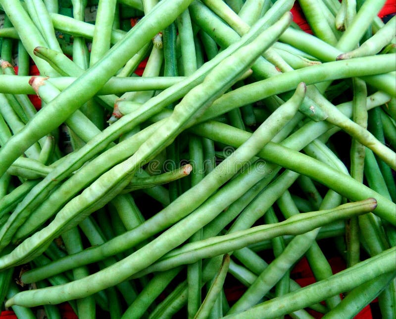 Lobhi Pod Stock Photos - Free & Royalty-Free Stock Photos from Dreamstime