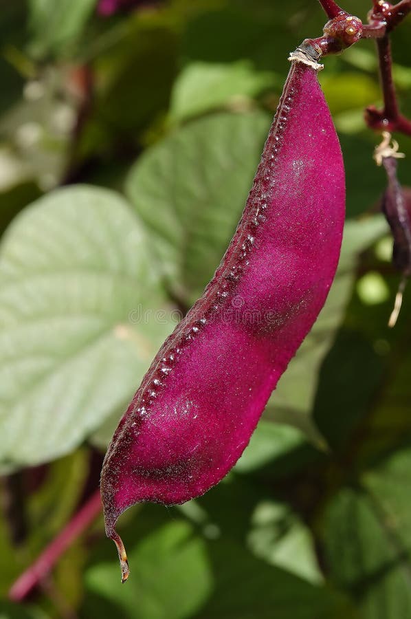Lobia plant with seeds stock image. Image of grows, plant - 254917337