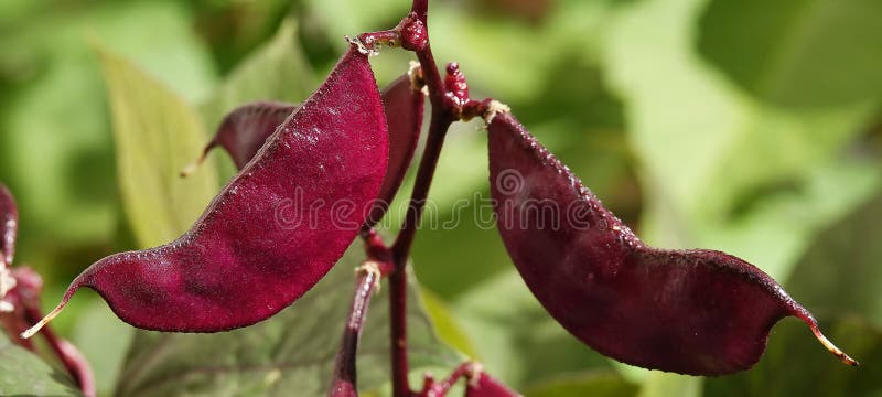 Lobia plant with seeds stock photo. Image of fastens - 254917354