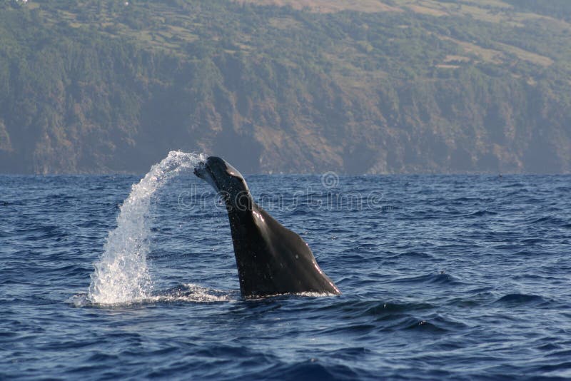 Lobing van de staart stock foto. Image of sprong, reusachtig - 6354538