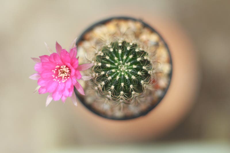 Lobivia stock image. Image of cactusmania, cactusflower - 94606215