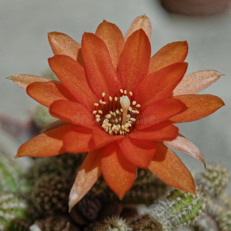 Lobivia Cactus Flower stock photo. Image of plant, jujuy - 55008426