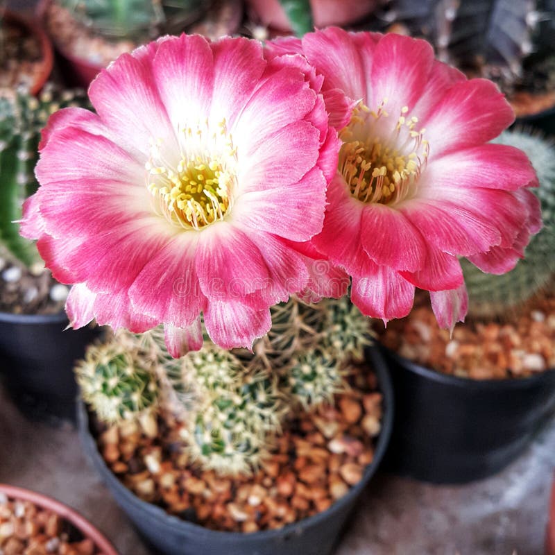 Cactus Lobivia Pentlandii Blooming Stock Photo - Image of beautiful ...