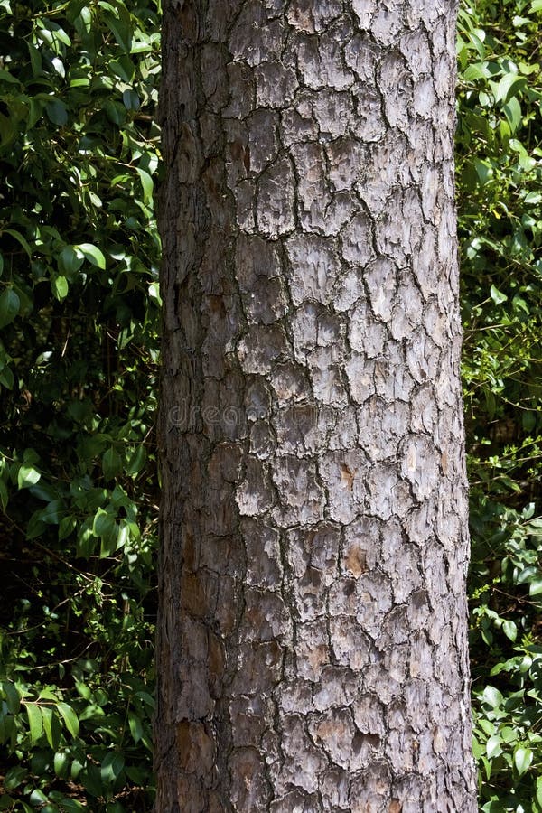 Loblolly Pine Bark Stock Photos - Free & Royalty-Free Stock Photos from ...