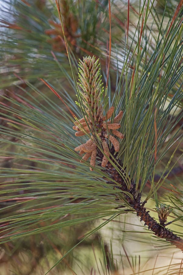 Loblolly pine pollen cones stock image. Image of pine - 85333895