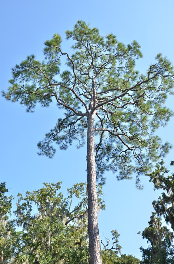 Loblolly Pine Tree stock photo. Image of pinecones, gardener - 86233734