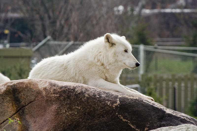 Lobo De La Tundra De Alaska Imagen de archivo - Imagen de lupus, canis ...