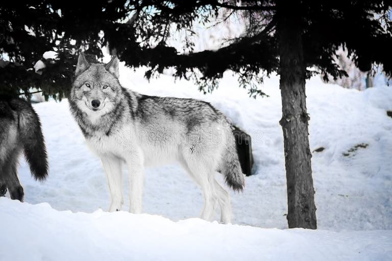 519 Lobo De Japon Fotos de stock - Fotos libres de regalías de Dreamstime