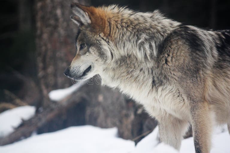 3,179 Mono Lobo Fotos de stock - Fotos libres de regalías de Dreamstime