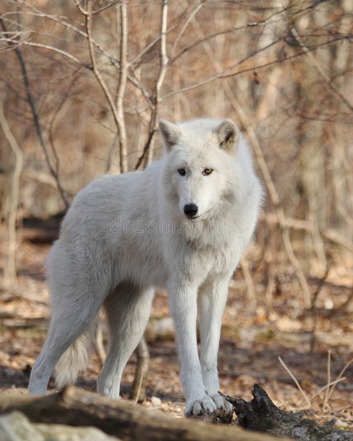 Lobo branco imagem de stock. Imagem de norte, canino, andar - 6906593