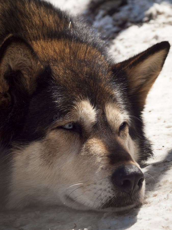 1,005 Lobo Triste Fotos de stock - Fotos libres de regalías de Dreamstime