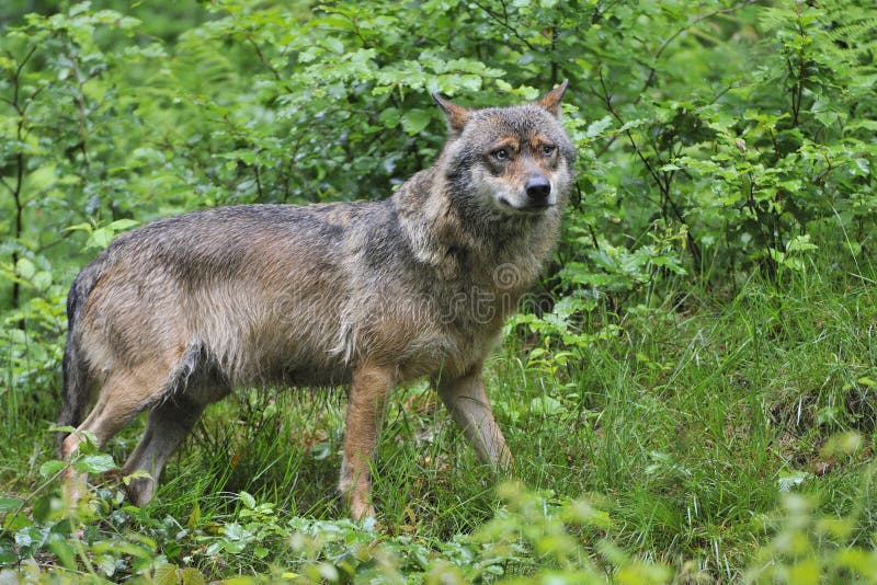 Lobo que come la carne foto de archivo. Imagen de potencia - 23795518