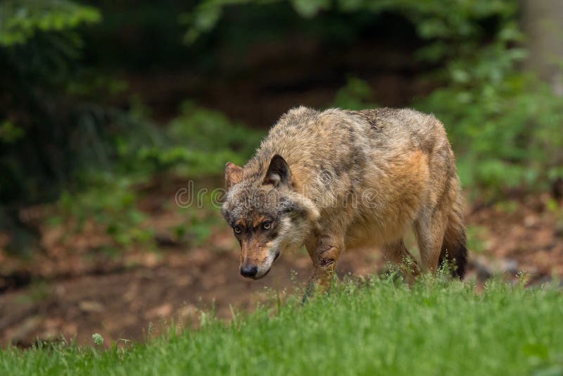 Lobo asustado imagen de archivo. Imagen de rojo, mirada - 512611
