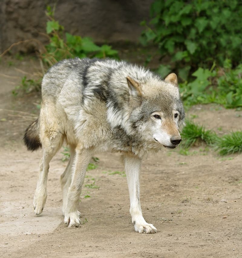 Lobo preto foto de stock. Imagem de animal, lobo, preto - 15254346