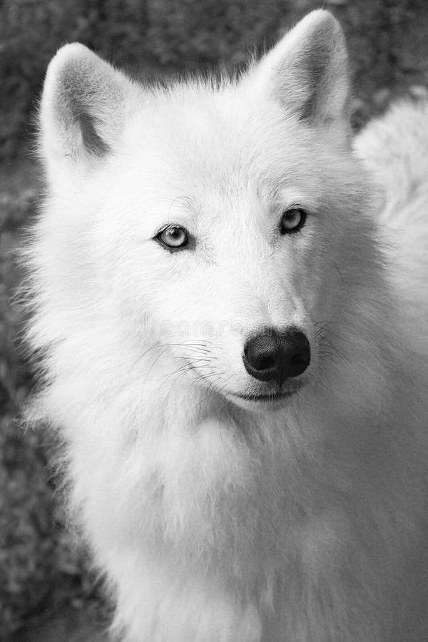 Lobo blanco foto de archivo. Imagen de canino, mirada - 22716368