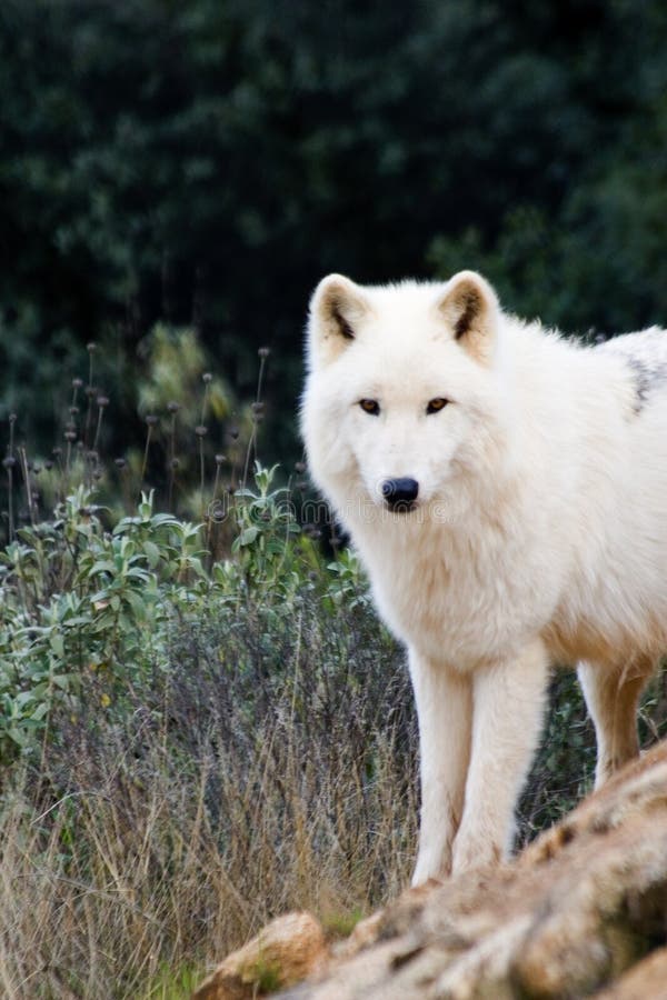 Lobo blanco imagen de archivo. Imagen de fauna, perro - 2983733