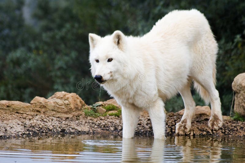 Lobo blanco foto de archivo. Imagen de salvaje, blanco - 2983820