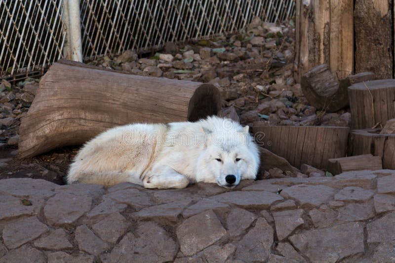 Wolf Sleeping Blanco En Nieve Foto de archivo - Imagen de carnívoro ...