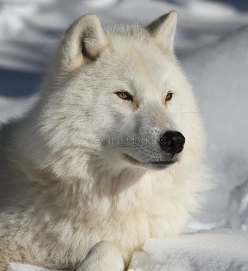 Lobo branco imagem de stock. Imagem de eficaz, olho, olhar - 23060567