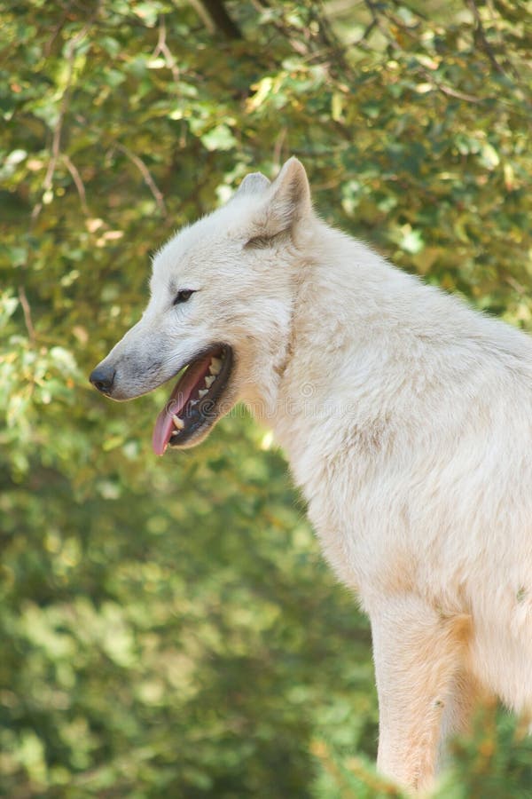 Lobo branco imagem de stock. Imagem de besta, cinzento - 26006197