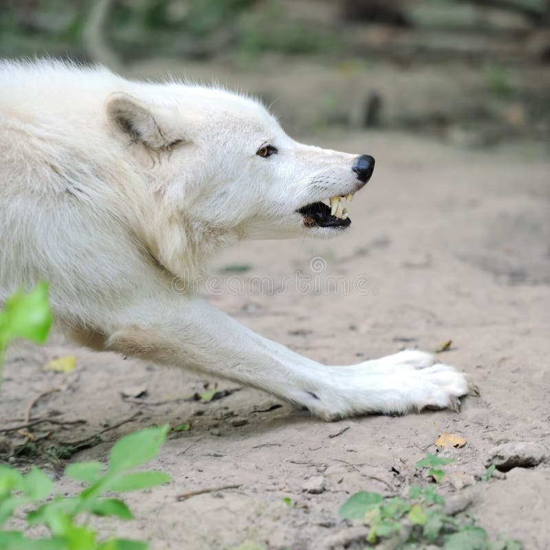 Lobo Branco No Fundo Escuro Foto de Stock - Imagem de floresta, pelaria ...