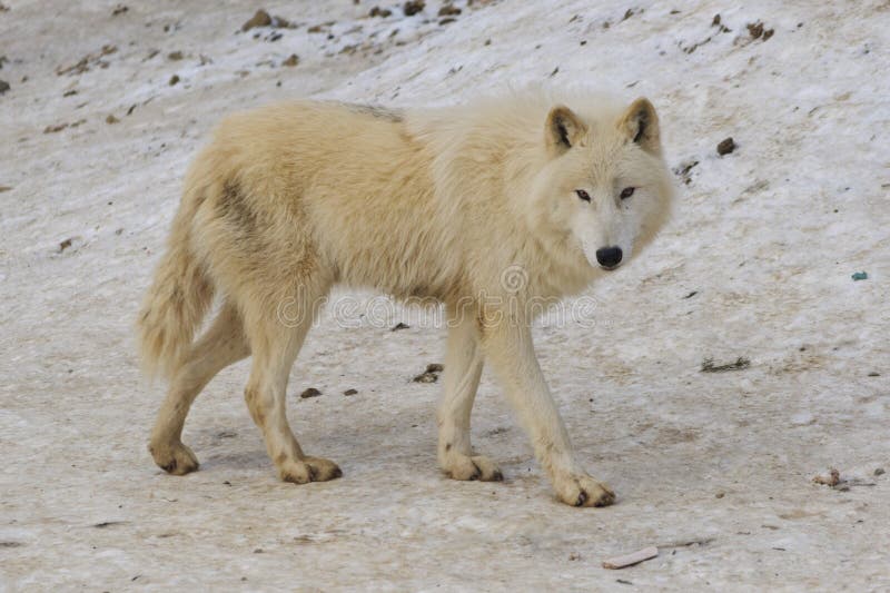 Lobo branco imagem de stock. Imagem de norte, canino, andar - 6906593