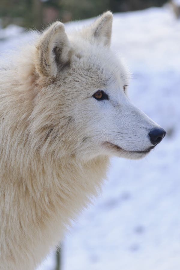 Lobo branco imagem de stock. Imagem de besta, cinzento - 26006197