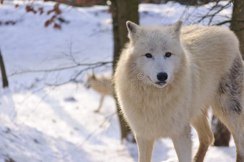 Lobo branco foto de stock. Imagem de céu, preto, cabelo - 29129618