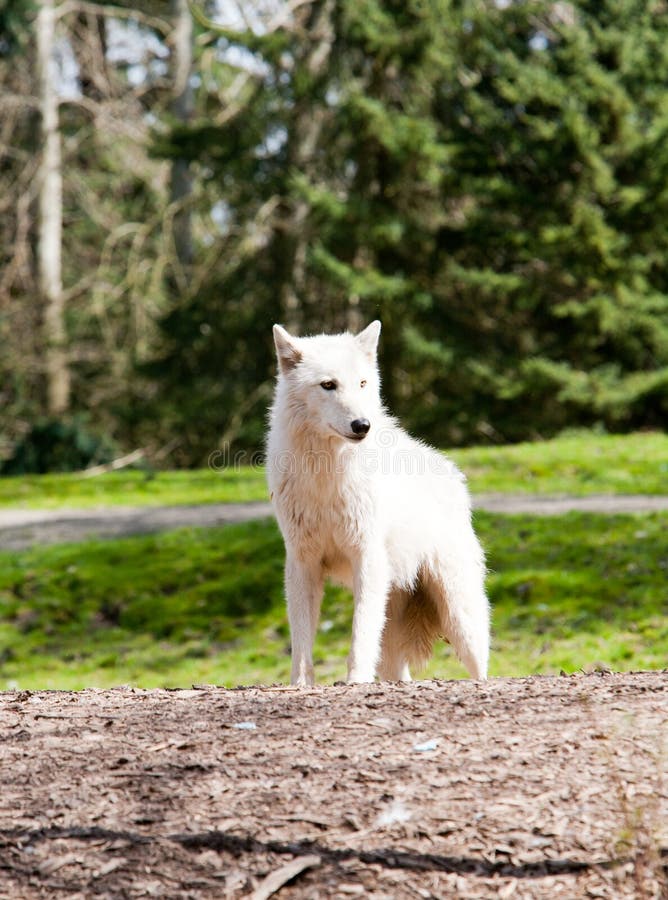 Lobo branco Dtalking foto de stock. Imagem de perigo - 29267906