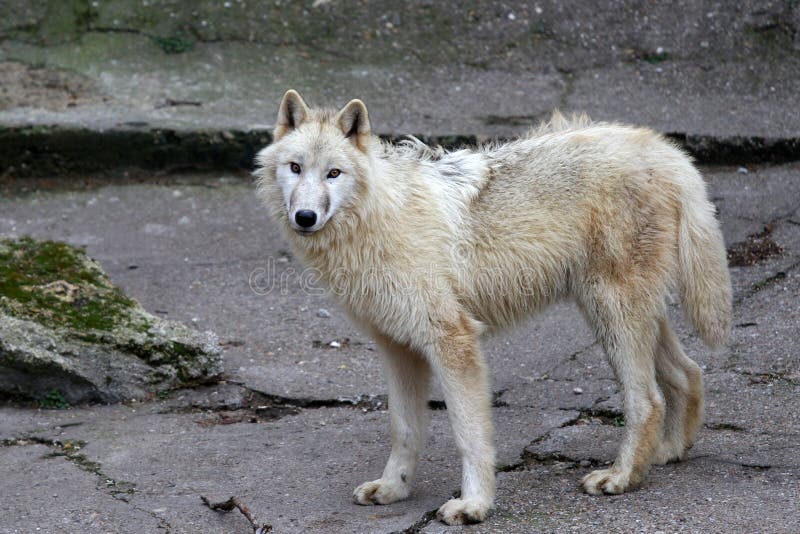 Lobo branco foto de stock. Imagem de selvagem, branco - 29504682