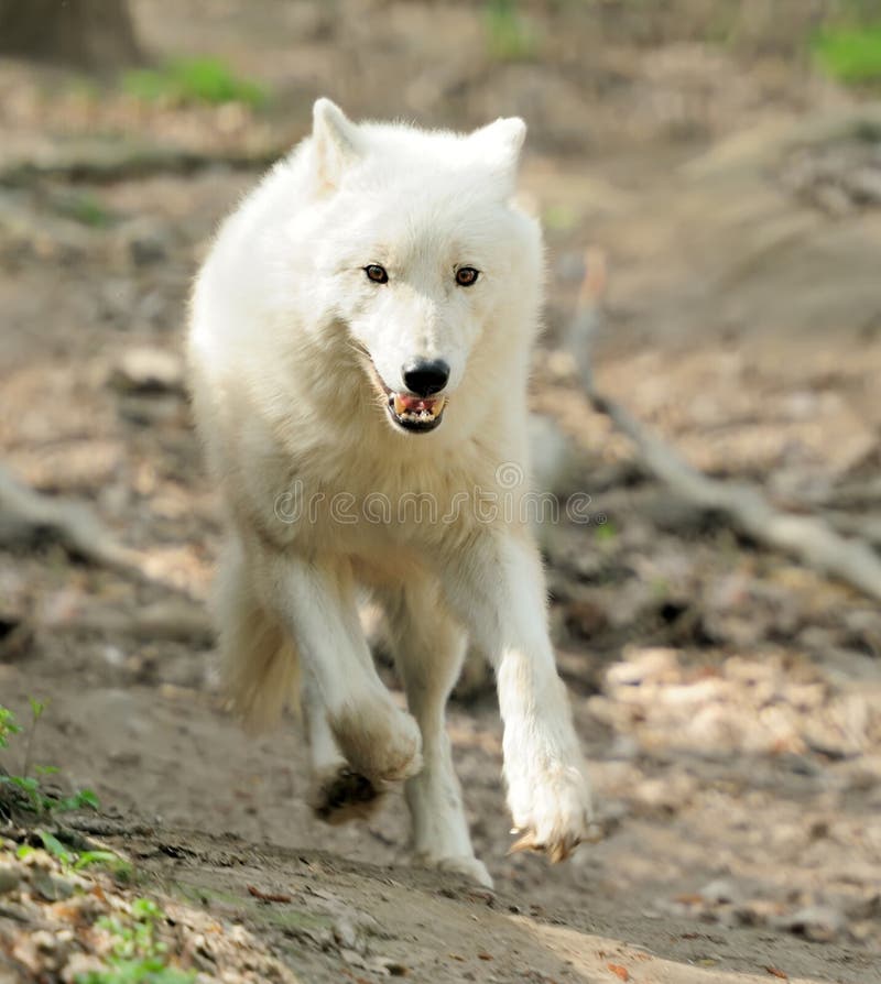 Lobo branco foto de stock. Imagem de quadrado, exterior - 30955072