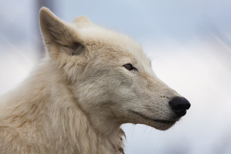 Lobo branco imagem de stock. Imagem de polar, neve, cara - 58234873