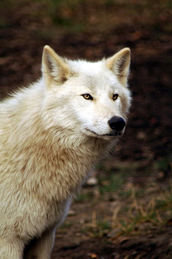 Lobo branco de observação foto de stock. Imagem de floresta - 366558