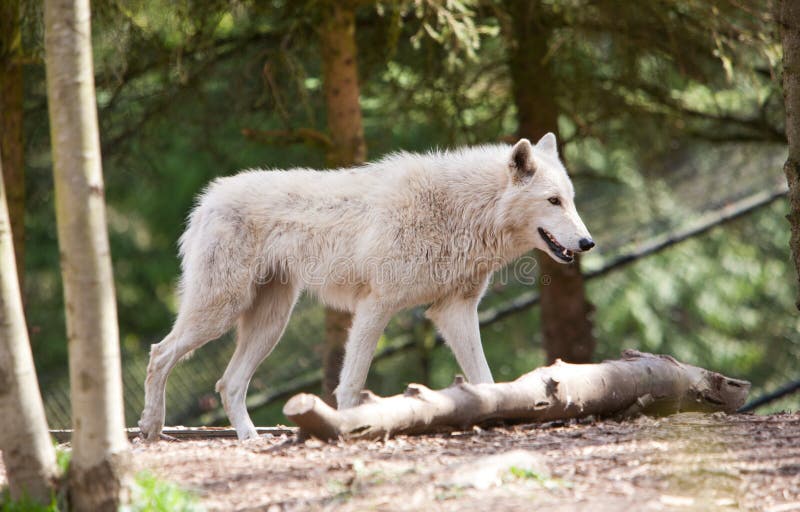 Lobo branco Dtalking foto de stock. Imagem de animal - 29267906