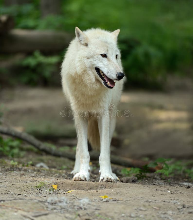 Lobo branco na floresta imagem de stock. Imagem de pele - 26199255